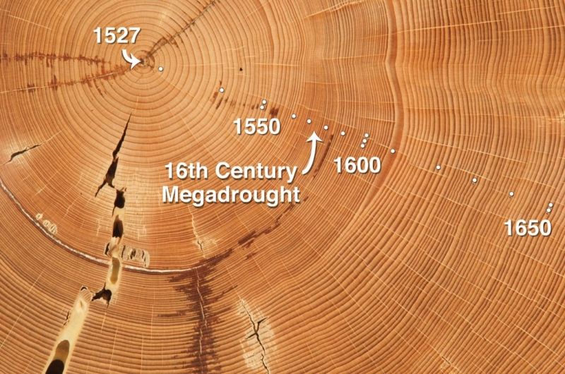 tree trunk rings name